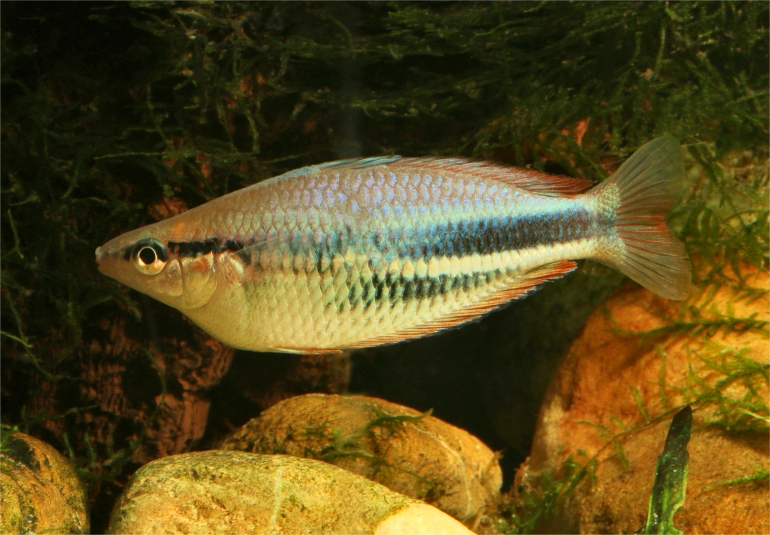 Melanotaenia affinis