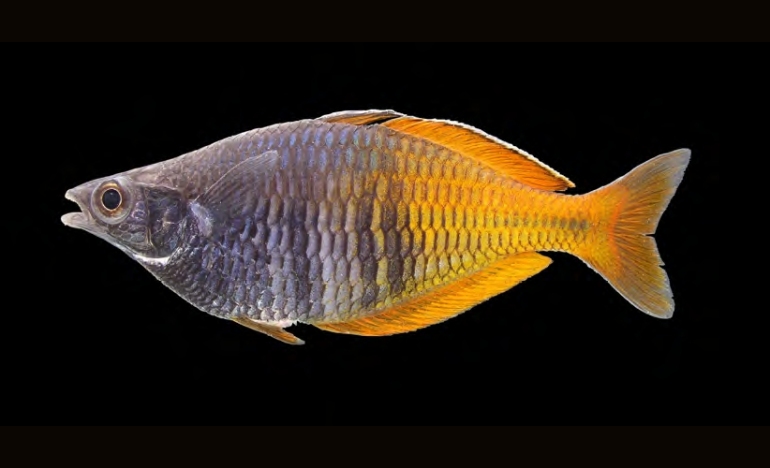 Melanotaenia boesemani