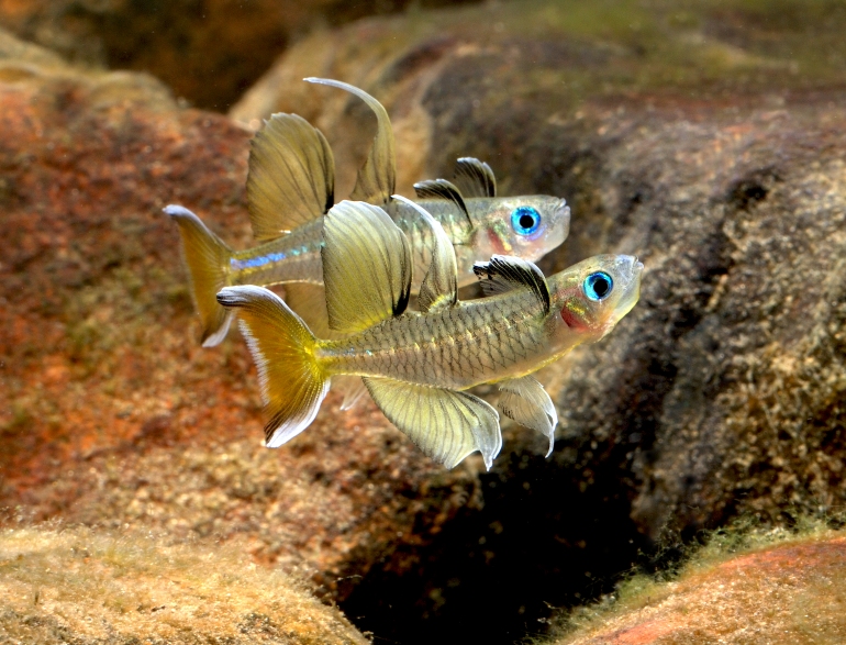 Pseudomugil signifer