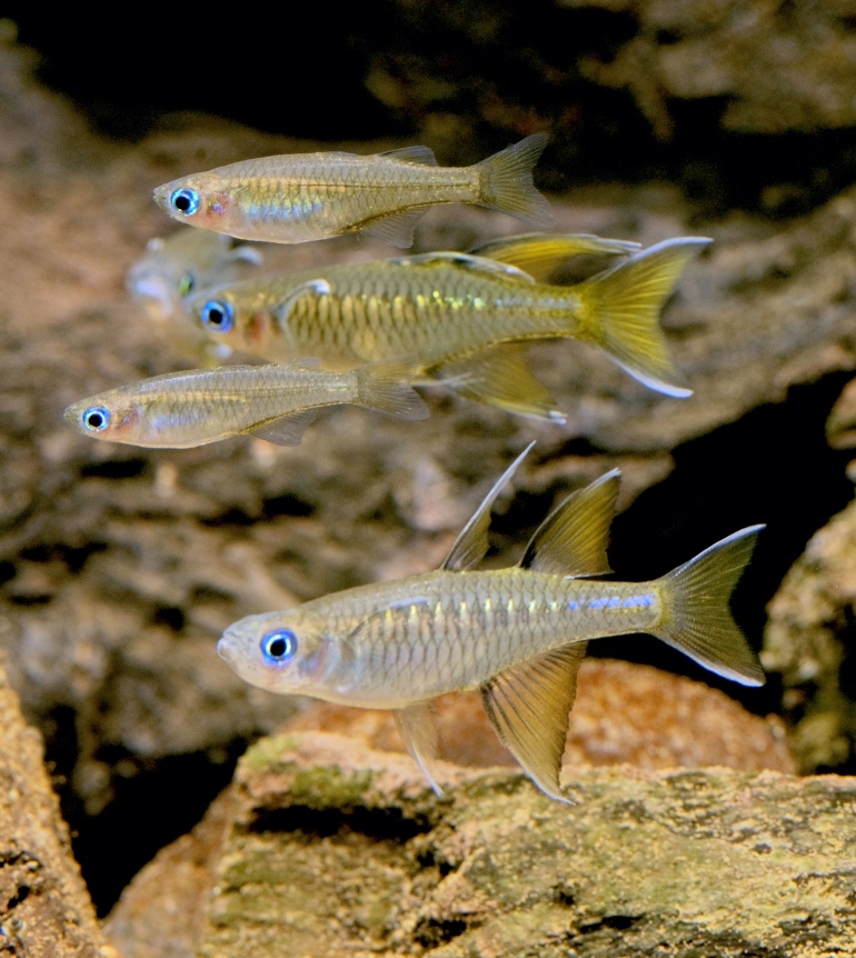 Pseudomugil signifer